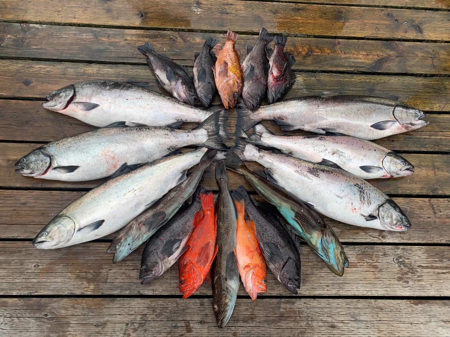 What We Catch on Vancouver Island - Reel Obsession